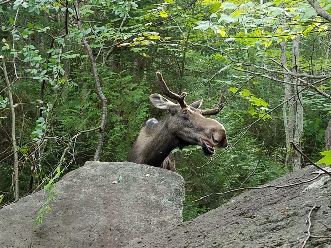 Moose encounter | News, Sports, Jobs - Adirondack Daily Enterprise